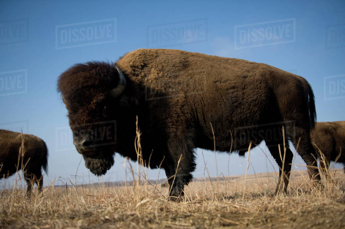 Portrait of a wild American bison (Bison bison) roaming on a game ...