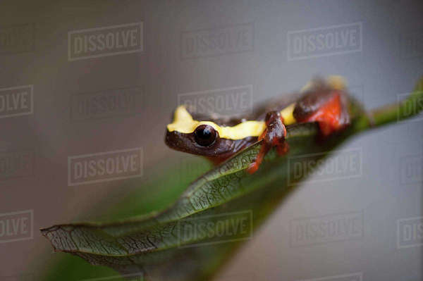 Portrait of a Clown frog (Dendropsophus bifurcus) sitting on a leaf ...