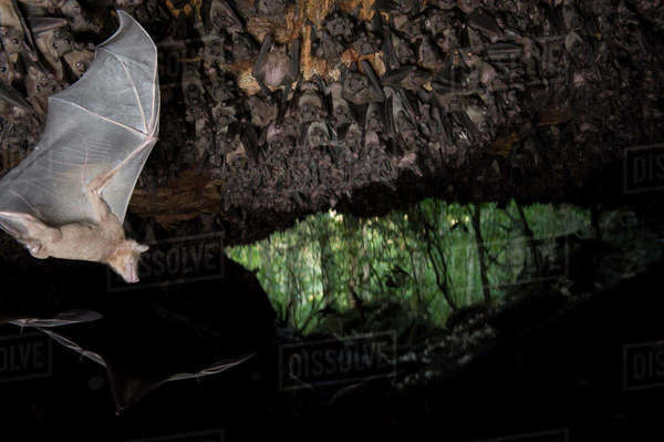 Bat cave with thousands of Egyptian fruit bats (Rousettus aegyptiacus ...