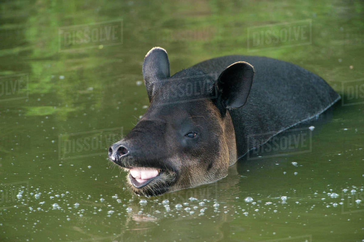Federally endangered Baird's tapir (Tapirus bairdii) at White Oak ...