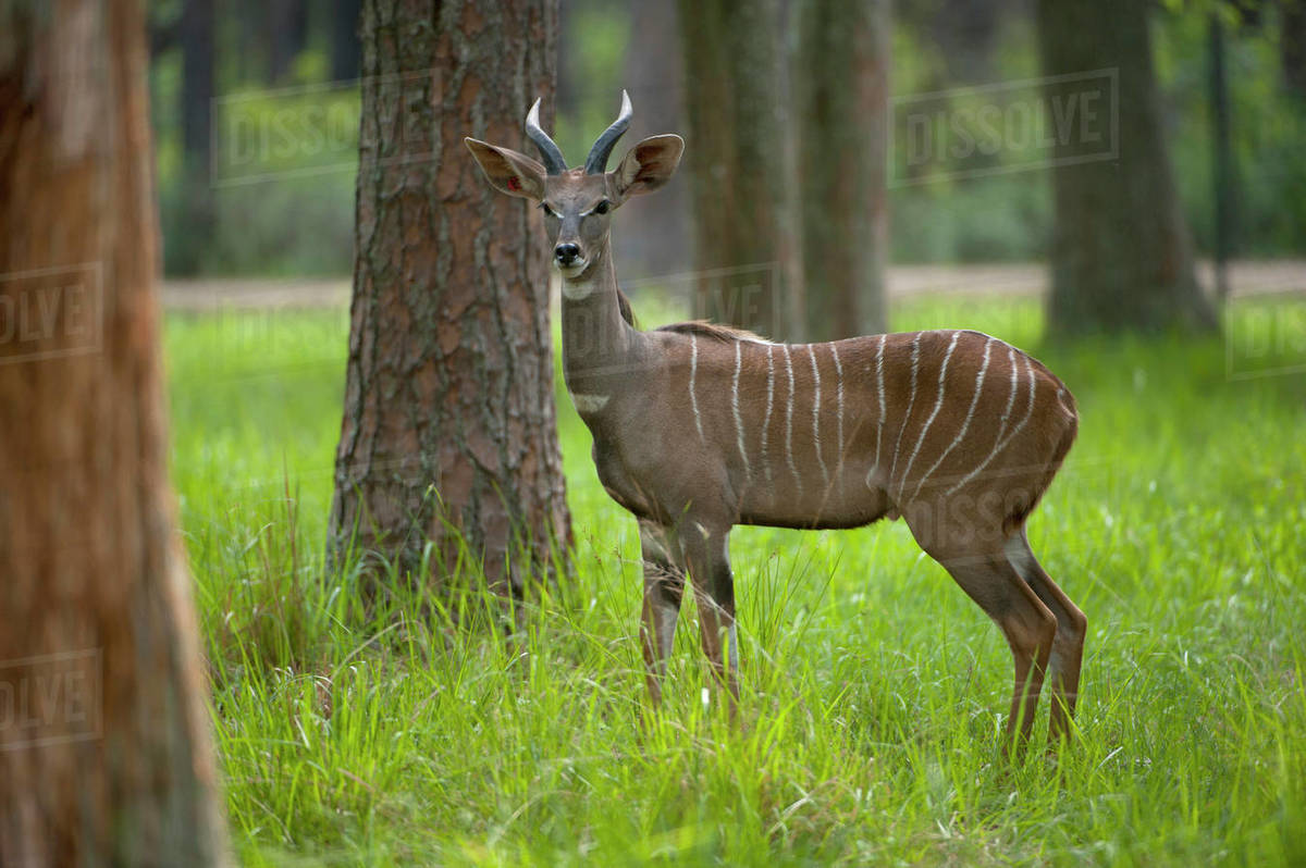 Lesser kudu (Ammelaphus imberbis) at White Oak Conservation Center ...