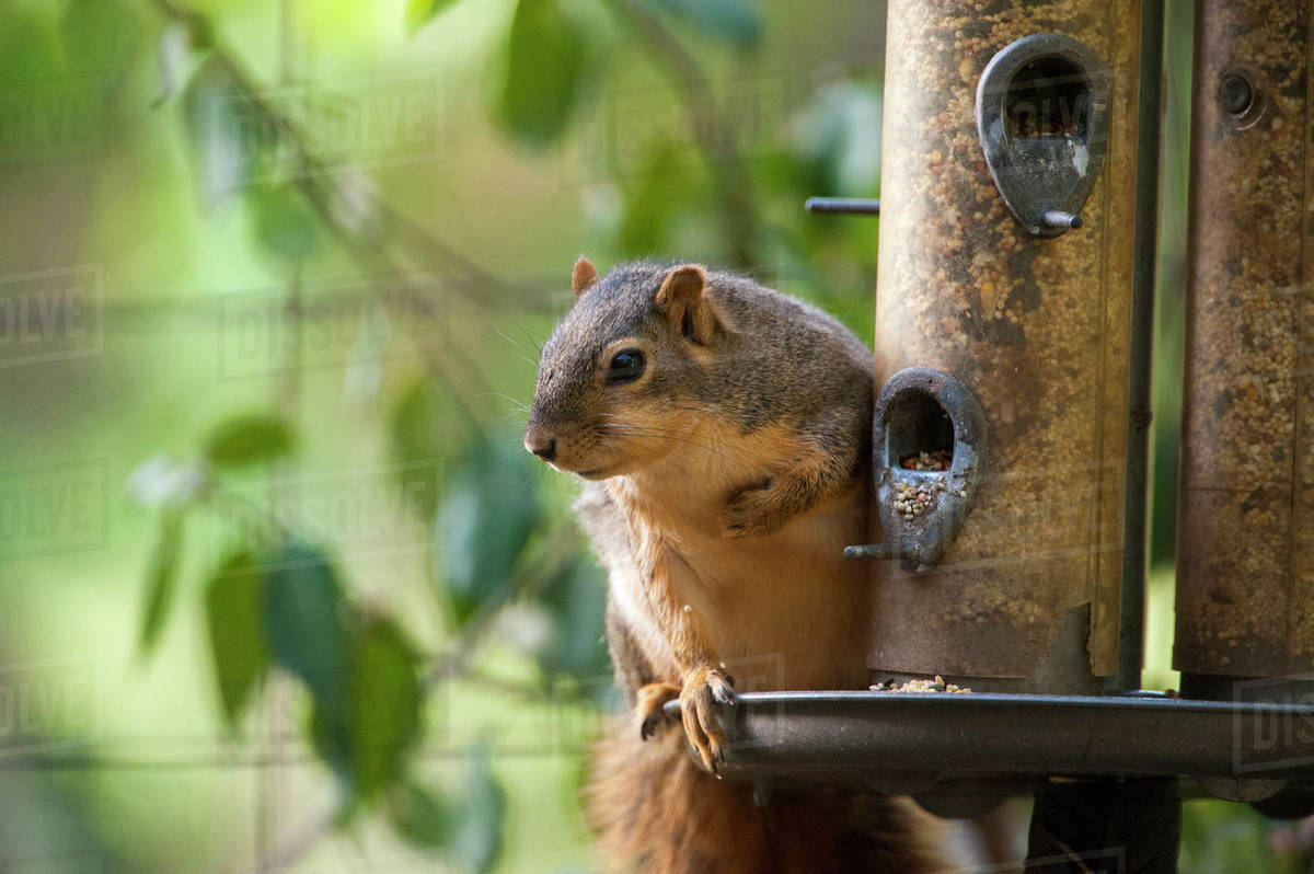 Squirrel eats seeds while balancing itself on a bird-feeder; Lincoln ...