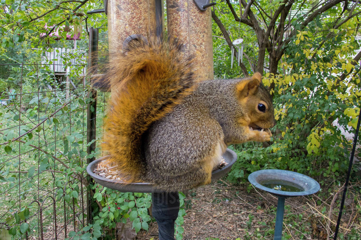 Squirrel eats seeds while balancing itself on a bird-feeder; Lincoln ...