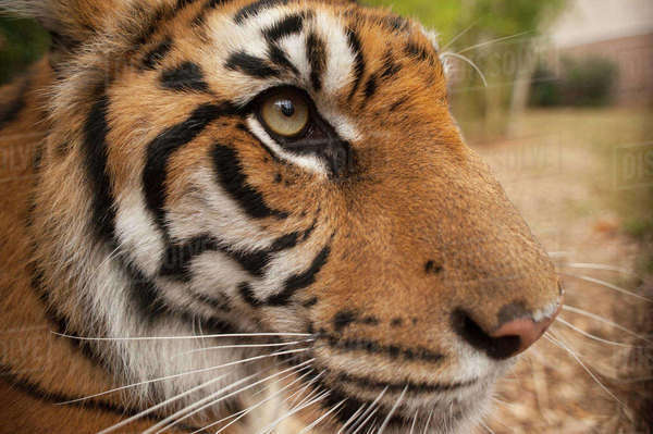 Portrait of a critically-endangered female Sumatran tiger (Panthera ...