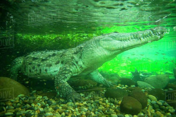Orinoco crocodile (Crocodiles intermedium) underwater in a zoo tank ...
