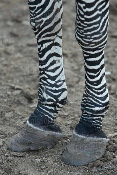 Close-up of the patterns on the legs of a Grevvy's zebra (Equus grevyi ...