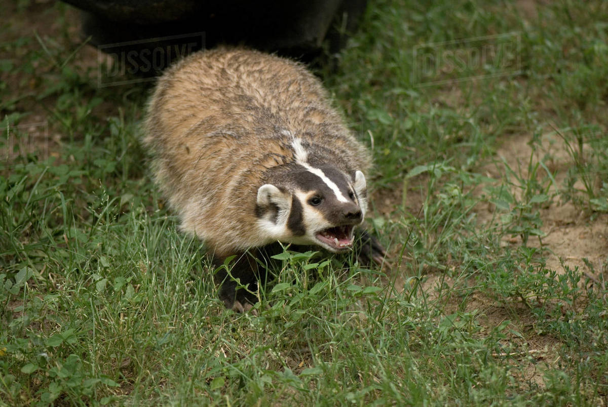 Badger (Mustelidae) stands on the ground with an open mouth at a ...