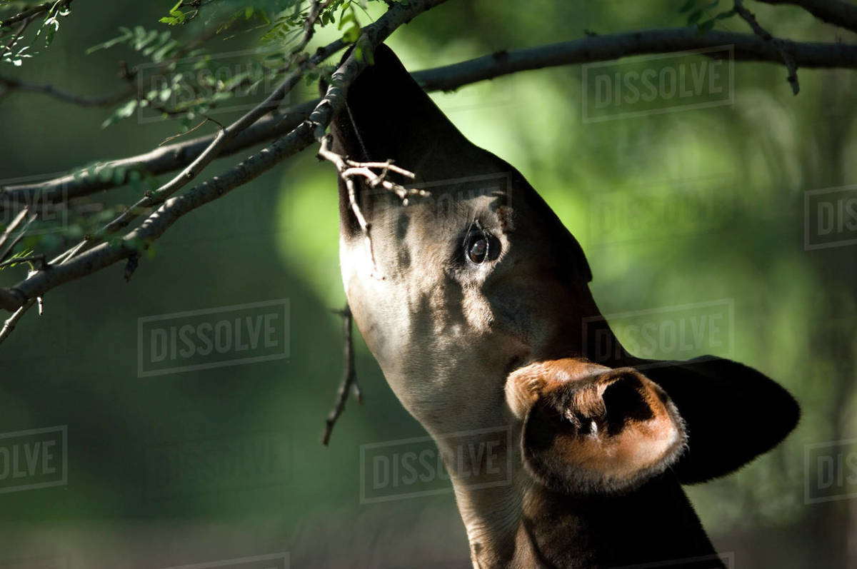 Okapi (Okapia johnstoni) reaches for a little snack on a tree at the ...