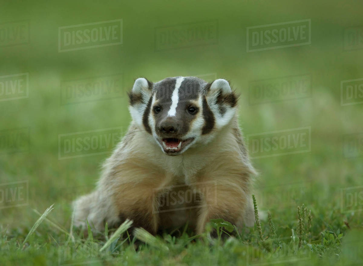 Portrait of a hand-raised Badger (Mustelidae) sitting on grass at the ...