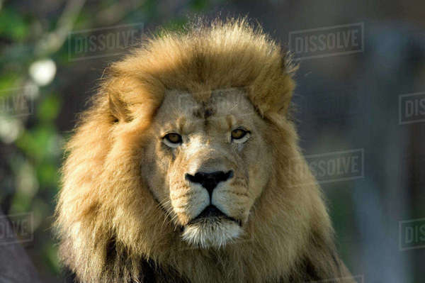 Portrait of an African lion (Panthera Leo) at a zoo; Wichita, Kansas ...