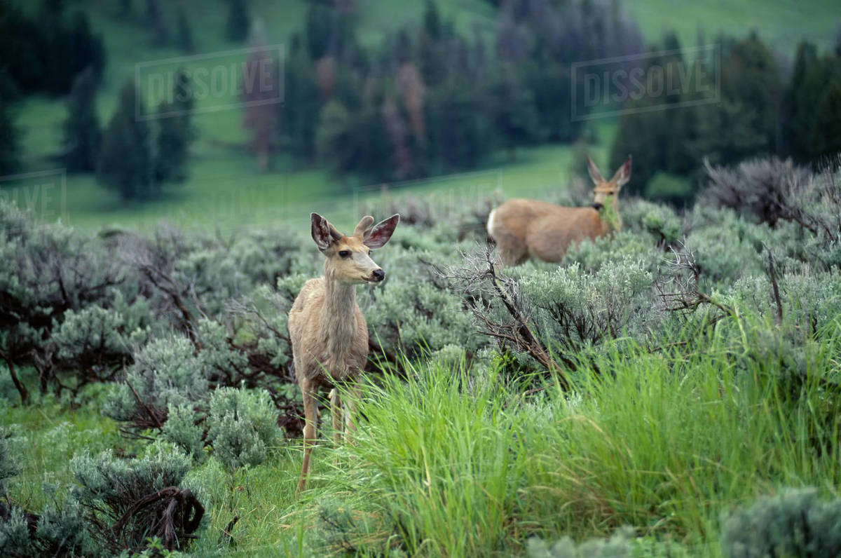 Two Mule deer (Odocoileus hemionus) standing alert in a woodland with ...