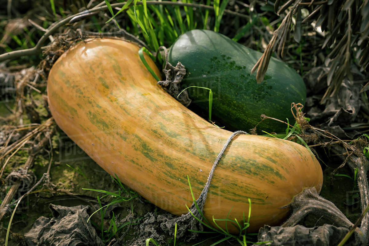 Close-up of winter squash (Cucurbita maxima) in a field; Benissanet ...