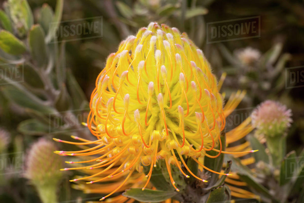 Close up of a yellow, pin cushion protea (Leucospermum) with orange ...