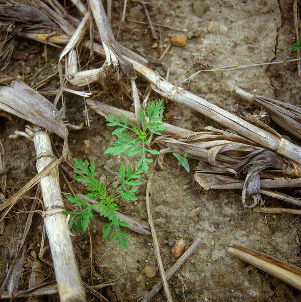 Agriculture - Weeds, Common Ragweed (Ambrosia artemisiifolia) aka. Low ...