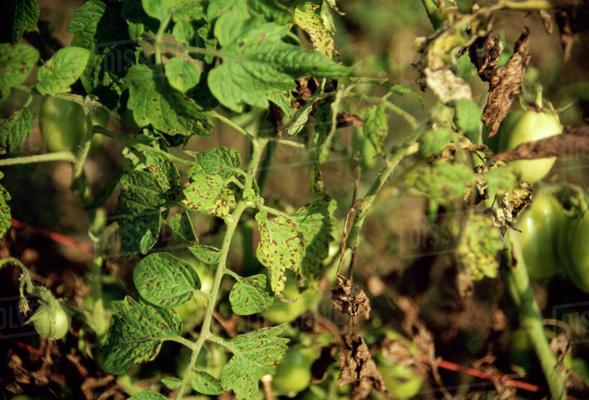 Agriculture - Crop Disease; Septoria leaf spot on tomato plant foliage ...