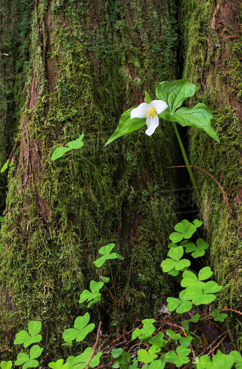 A Trillium grows from the trunk of a Western Red Cedar tree; Jewell ...