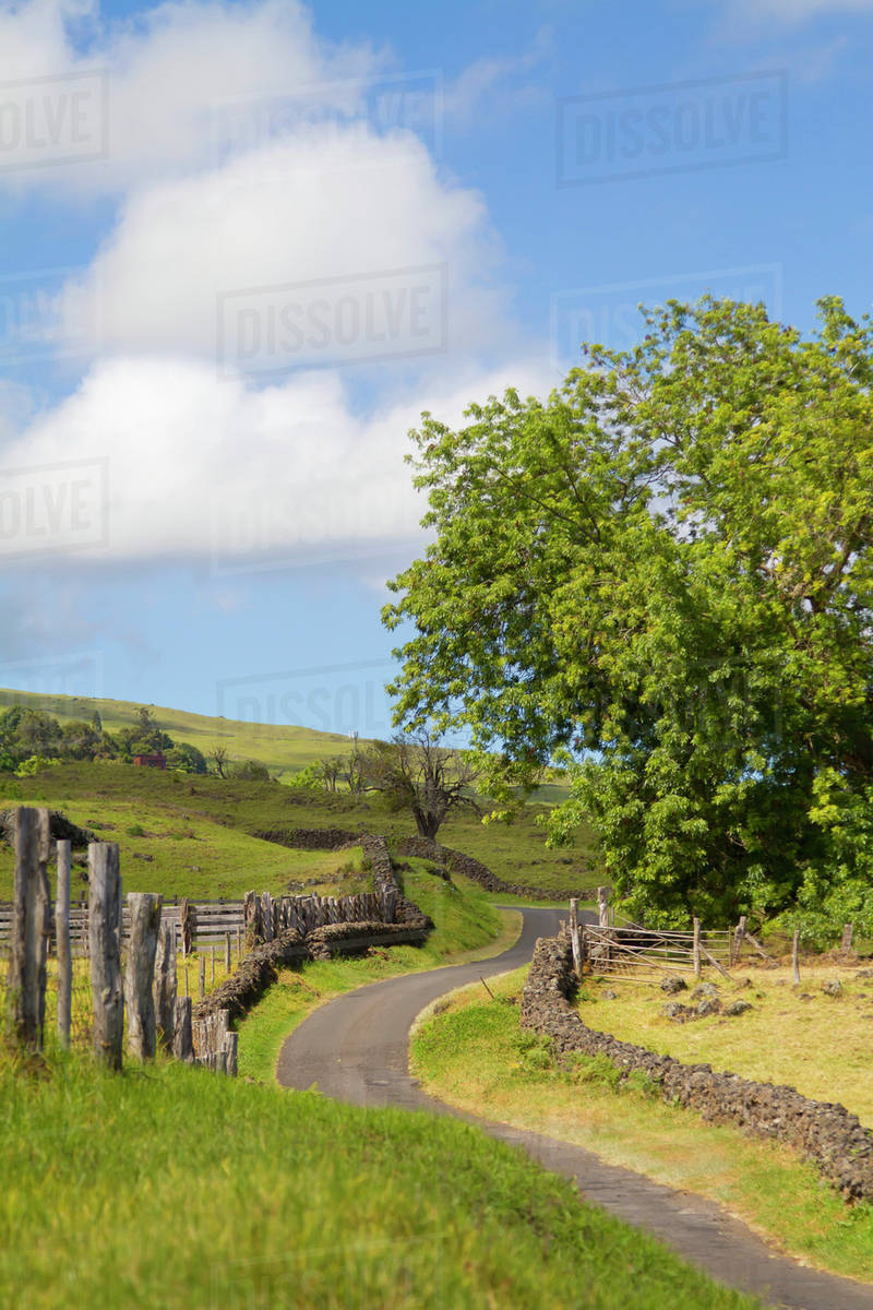 Thompson Road, a one lane road that winds through Ulupalakua in ...