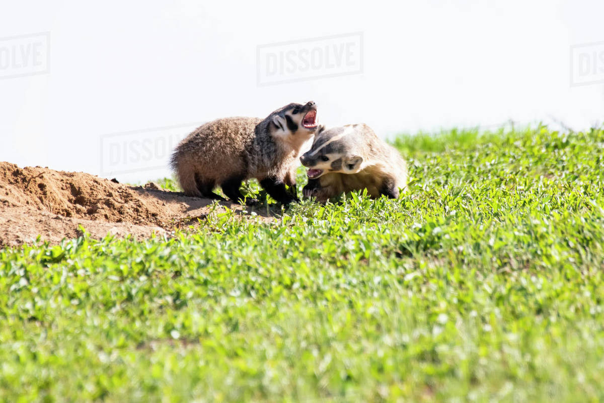 Female American Badger (Taxidea taxus) playing with her nearly grown ...