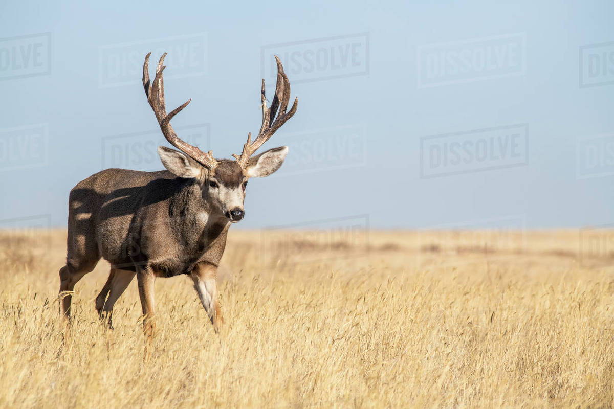 Very large Mule Deer buck (Odocoileus hemionis) walking in a grass ...