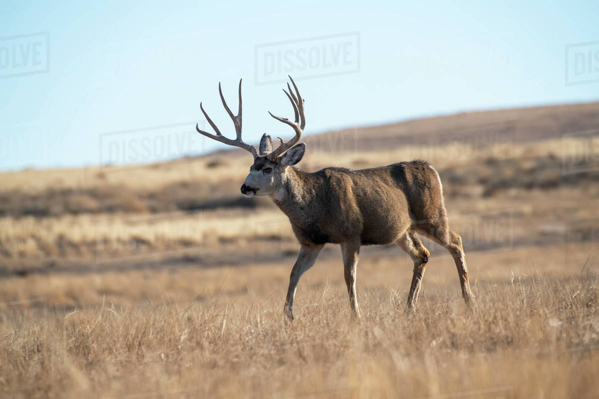 Large Mule Deer buck (Odocoileus hemionis) walking through dry grass at ...