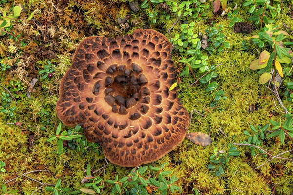 Bankeraceae, also known as a Hawkwing mushroom. growing on moss-covered ...