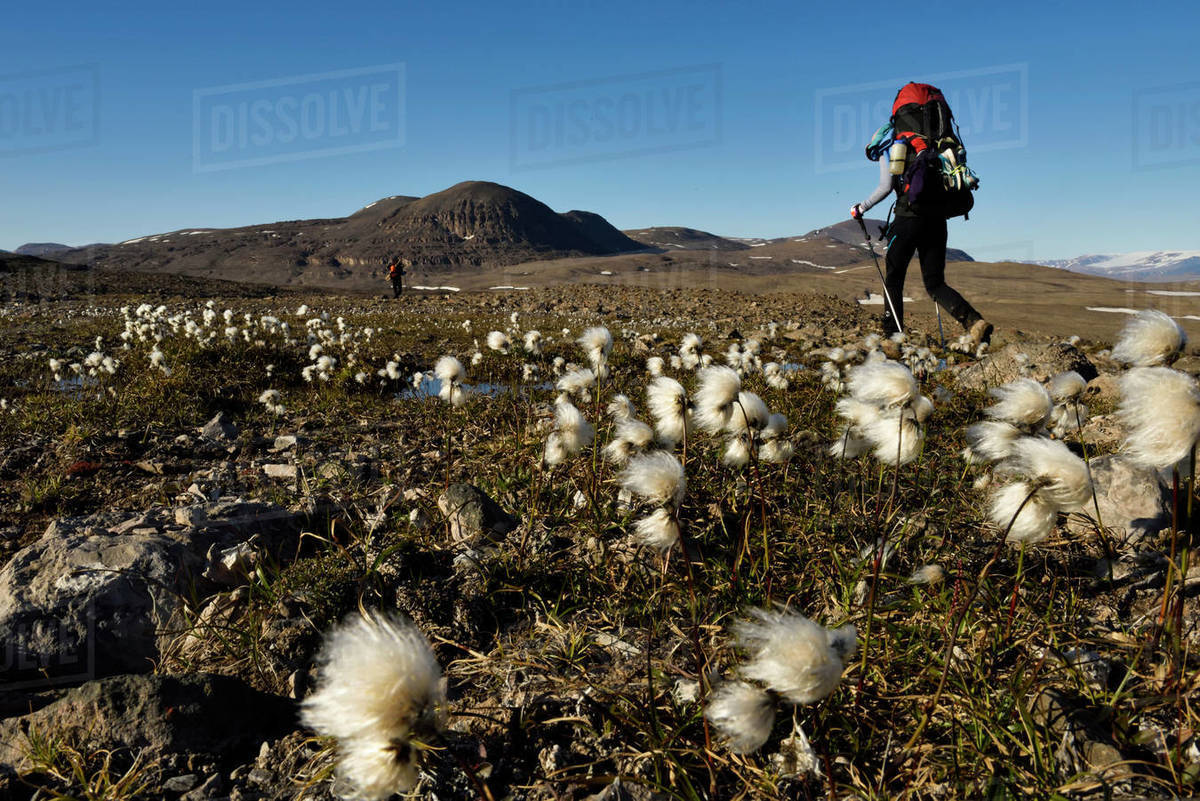 Team members of a climate change expedition in Greenland are hiking in ...