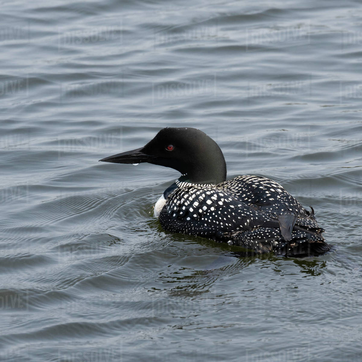 Adult Common loon (Gavia immer) in breeding plumage swimming on the ...