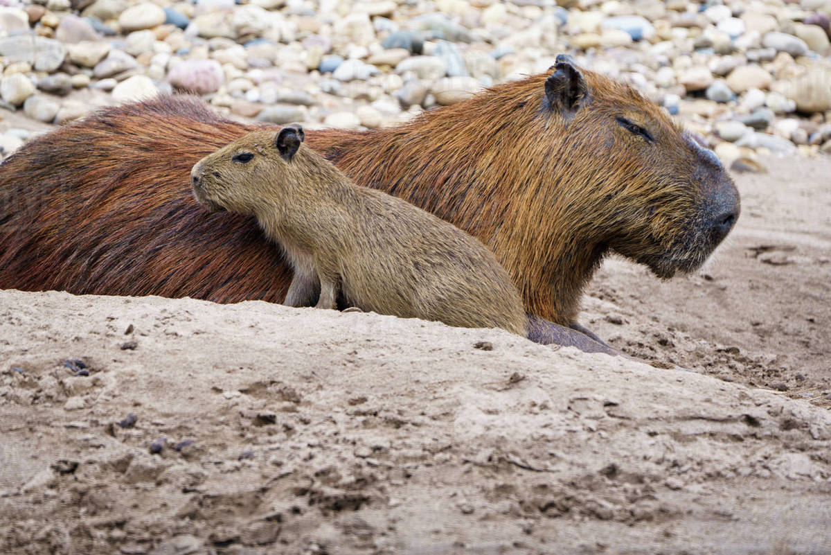 Adult and young Capybara (Hydrochoerus hydrochaeris); Puerto Maldonado ...