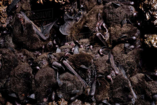 Tightly packed small bats sleep on the roof of Cueva de Villa Luz in ...