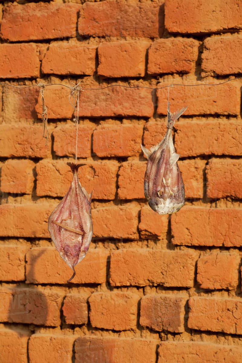Fish drying on a line in the small Congolese village of Bulu.; Bulu ...