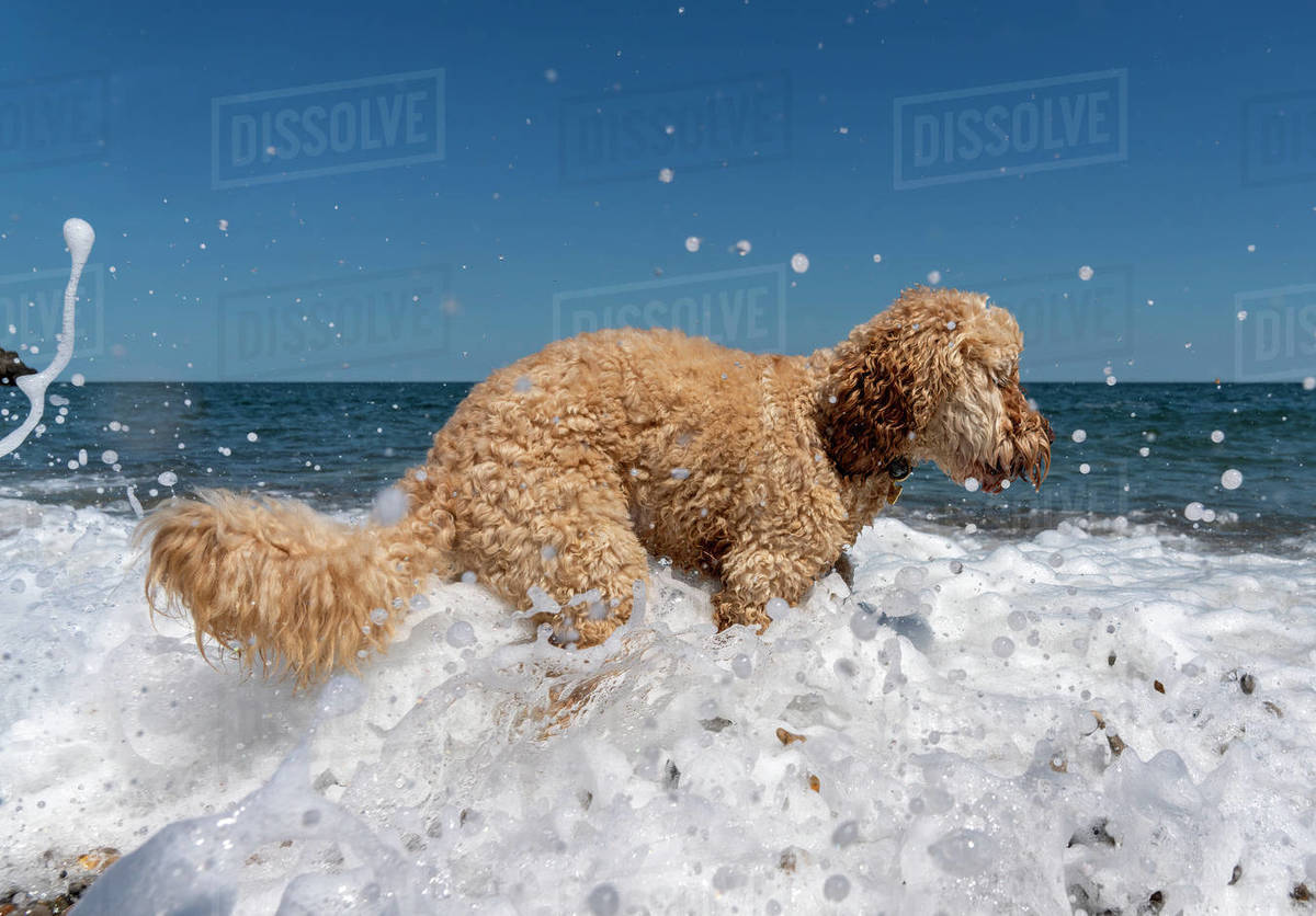 An active blond Cockapoo stands in the foamy surf at the beach with ...