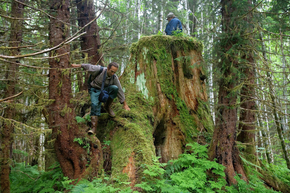 Scientists climb on gigantic stumps of trees cut years ago while they ...