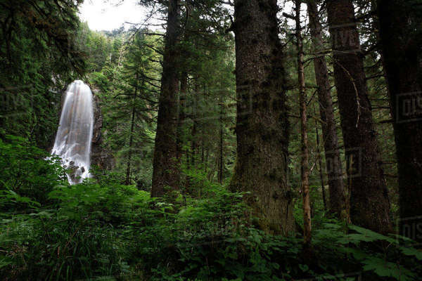 Old growth forest hemlock and spruce trees stand tall beside a 100-foot ...