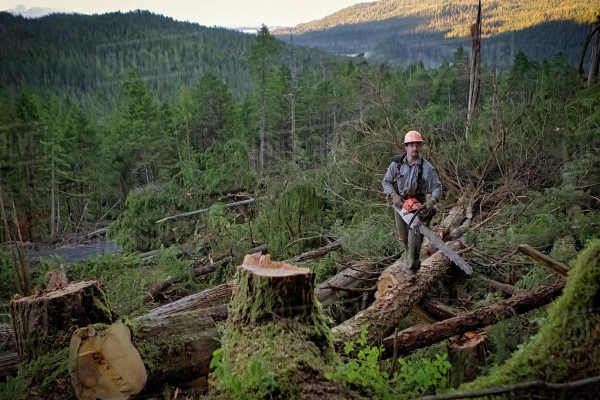 Portrait of Cody, a timber faller, works alone in the woods at Winter ...