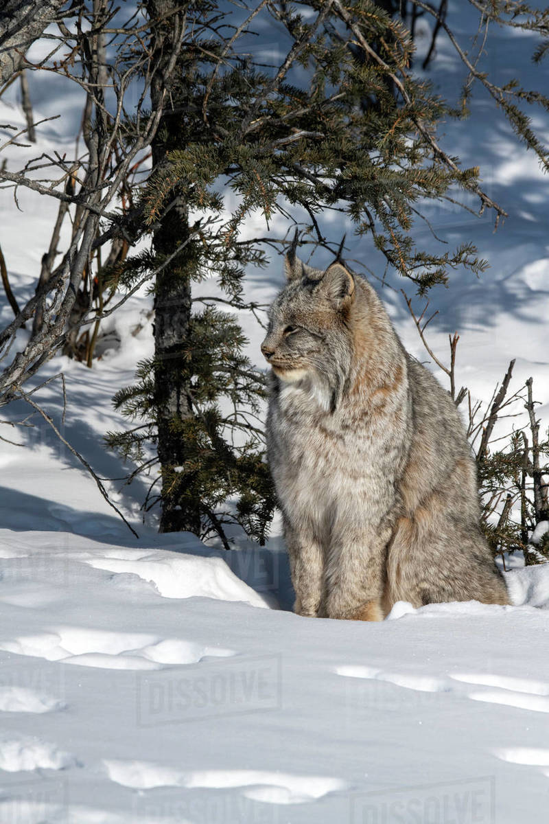 Lynx (Lynx canadensis) sitting upright in the snow; Denali National ...