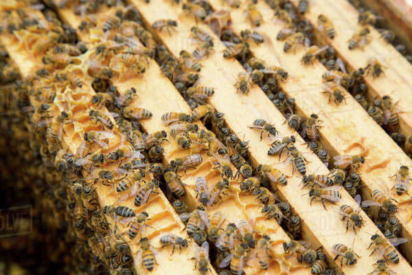 Bees on a honeycomb from a rooftop beehive.; Mc Lean, Virginia ...