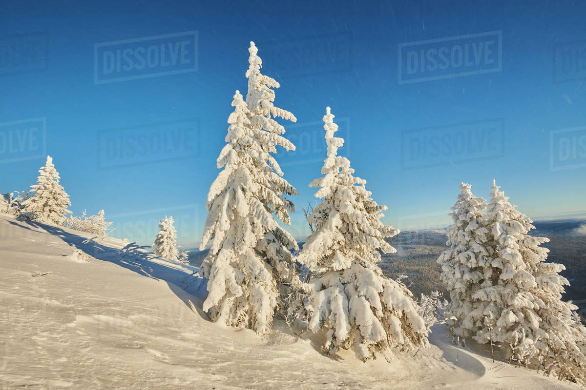 Frozen Norway spruce or European spruce (Picea abies) tree at sunrise ...