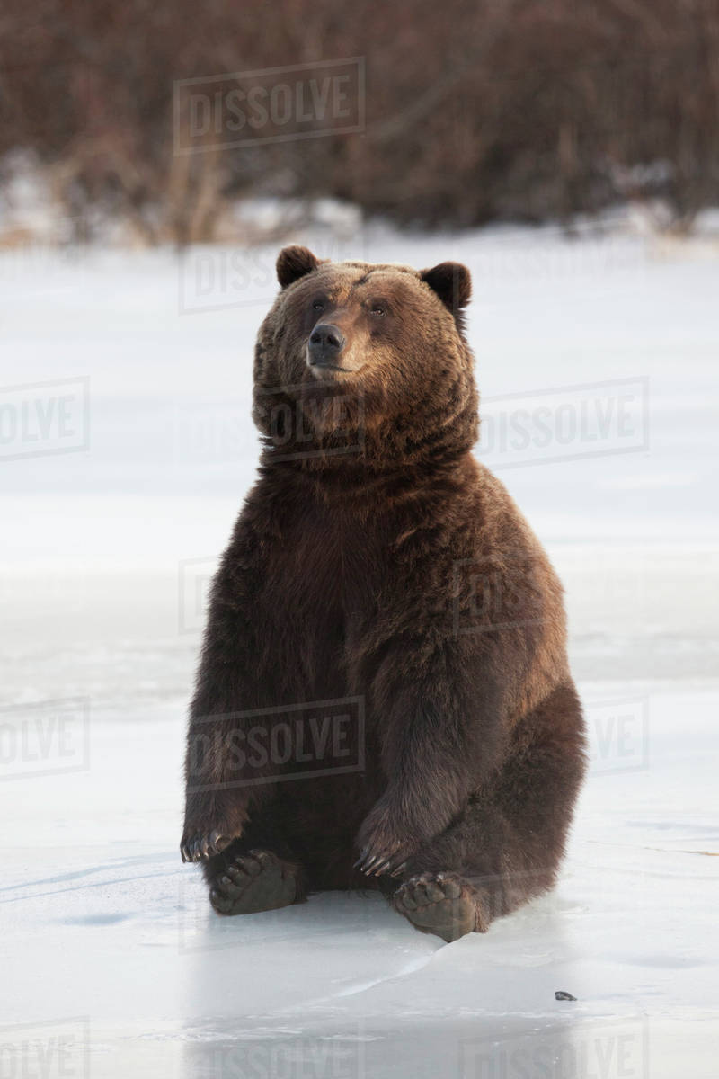 A brown bear sits on a frozen lake - Stock Photo - Dissolve