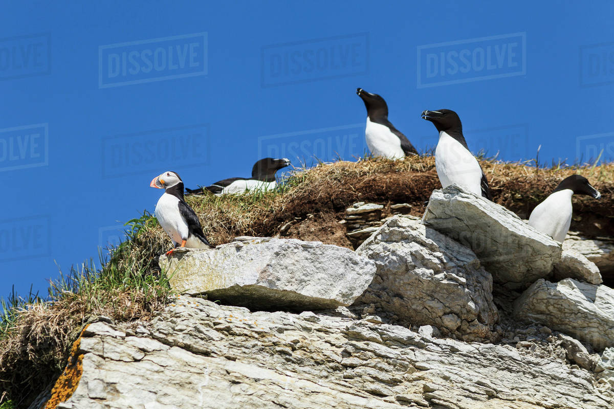 Razorbill (Alca torda) and Atlantic Puffin (Fratercula arctica) at Ile ...