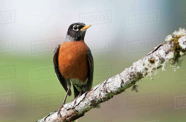 An American Robin perches on a branch; Astoria, Oregon, United States ...