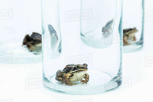 Three frogs captive in glass jars for observation; Fort McMurray ...