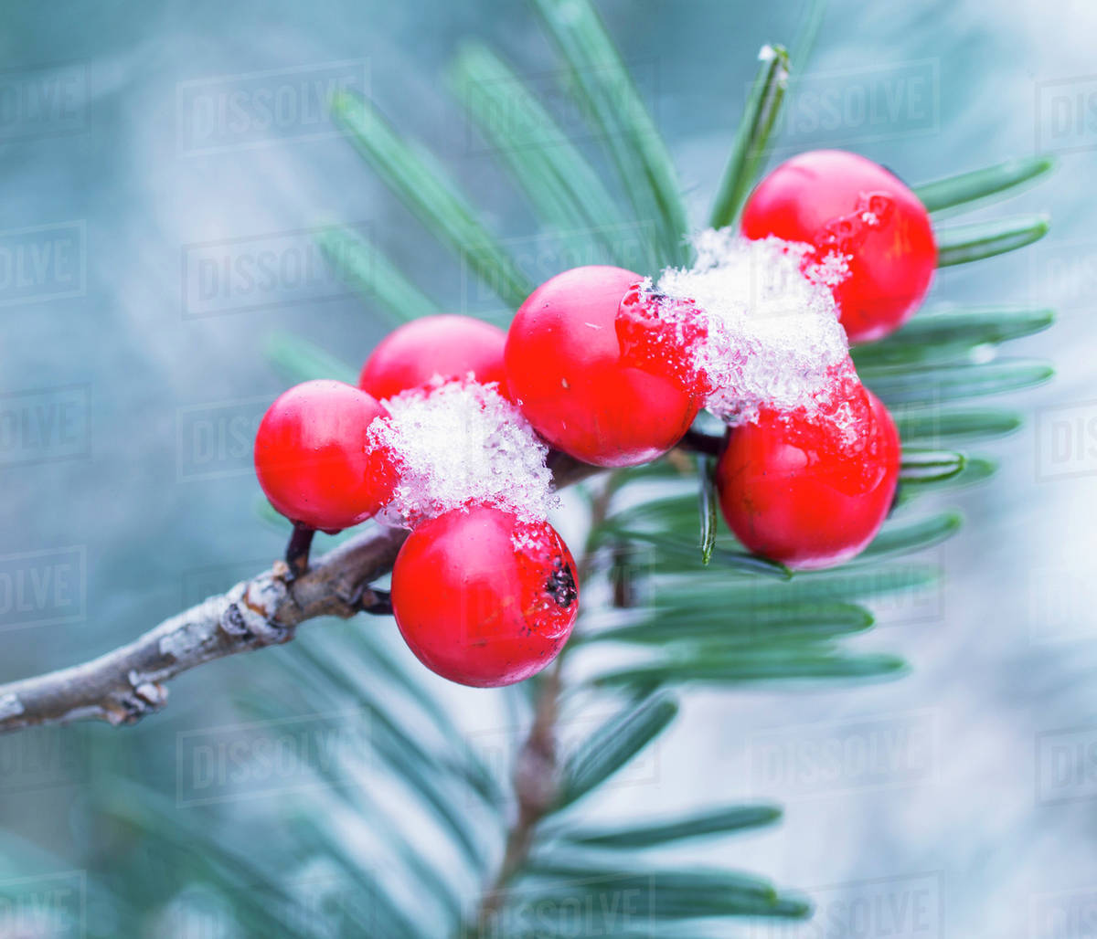 Red berries on a shrub with a trace of snow; Ontario, Canada - Royalty ...