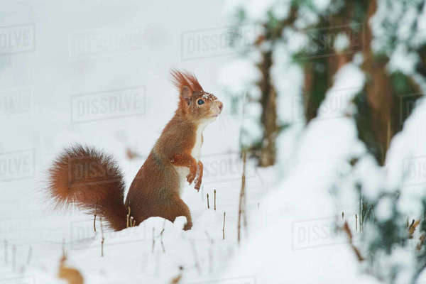 Eurasian red squirrel (Sciurus vulgaris) standing alert in the snow ...
