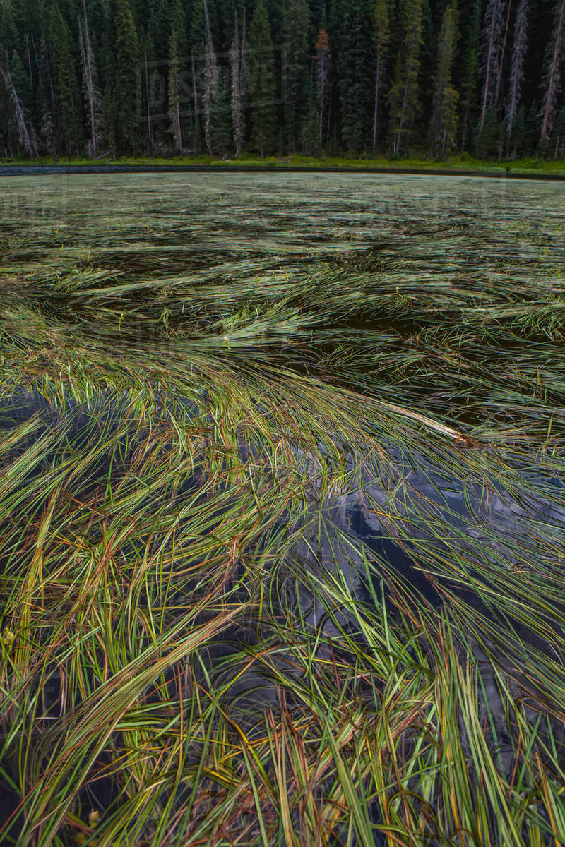 Grass floating on the surface of a lake that flooded its banks. - Stock ...
