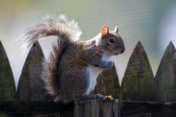 Squirrel Sitting On A Fence Post - Stock Photo - Dissolve