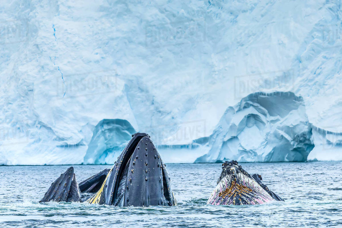 Humpback Whales lunge feeding near Paradise Harbor, Antarctica ...