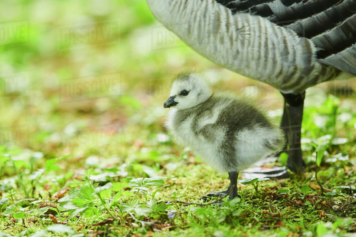 Barnacle goose (Branta leucopsis) with a gosling in a meadow; Bavaria ...