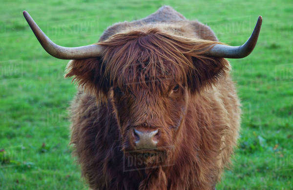 Yak With Large Horns; Scottish Borders, Scotland - Royalty-free Stock ...