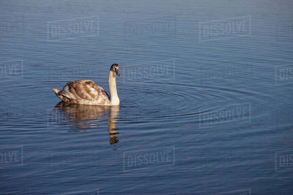 A Goose Swimming In The Water; Northumberland, England - Royalty-free ...