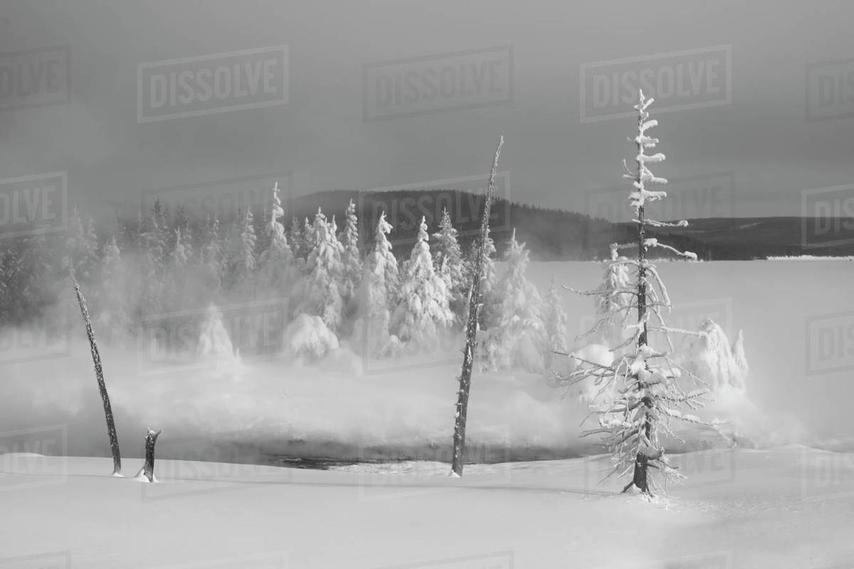 Bare, lodgepole pine tree trunks (Pinus contorta) sticking up out of the snowy landscape in ...
